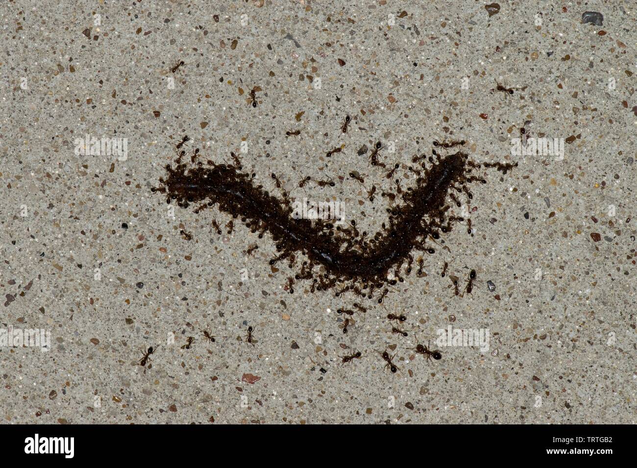 Survival of the fittest in play, as Fire ants swarm onto a hapless worm ...