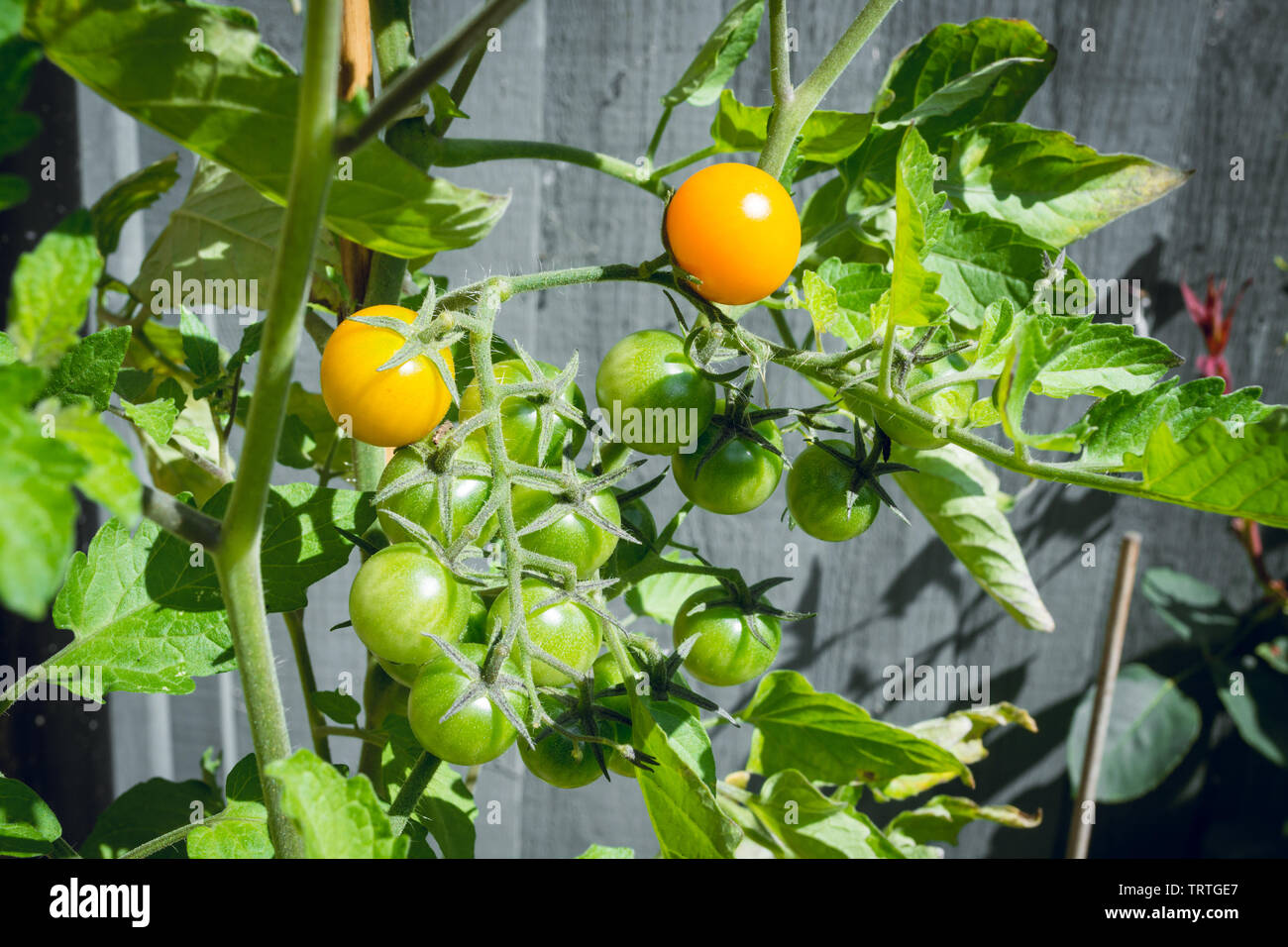 Sungold cherry tomatoes hi-res stock photography and images - Alamy