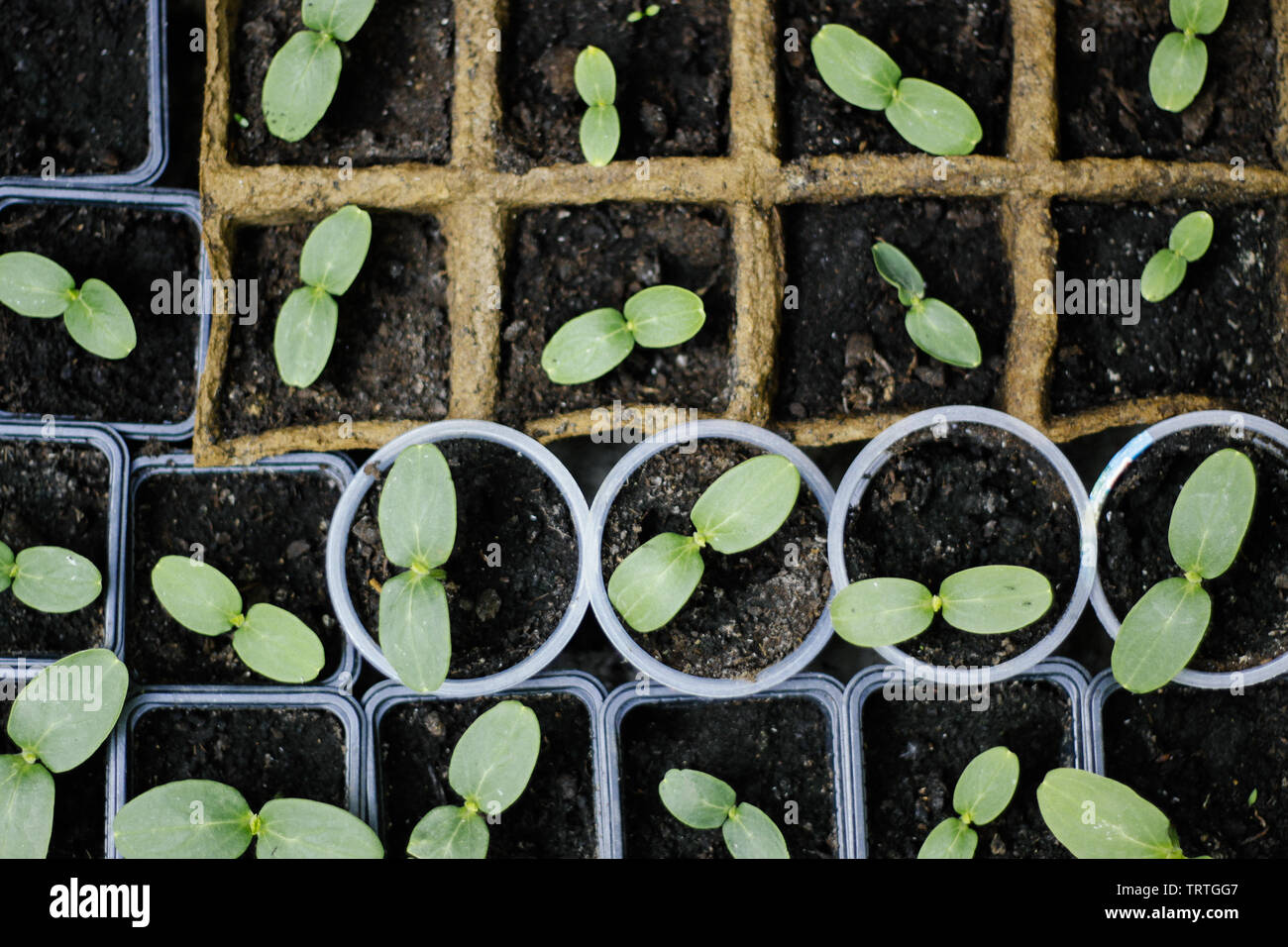Potted seedlings growing in biodegradable peat moss pots. Young plant ...