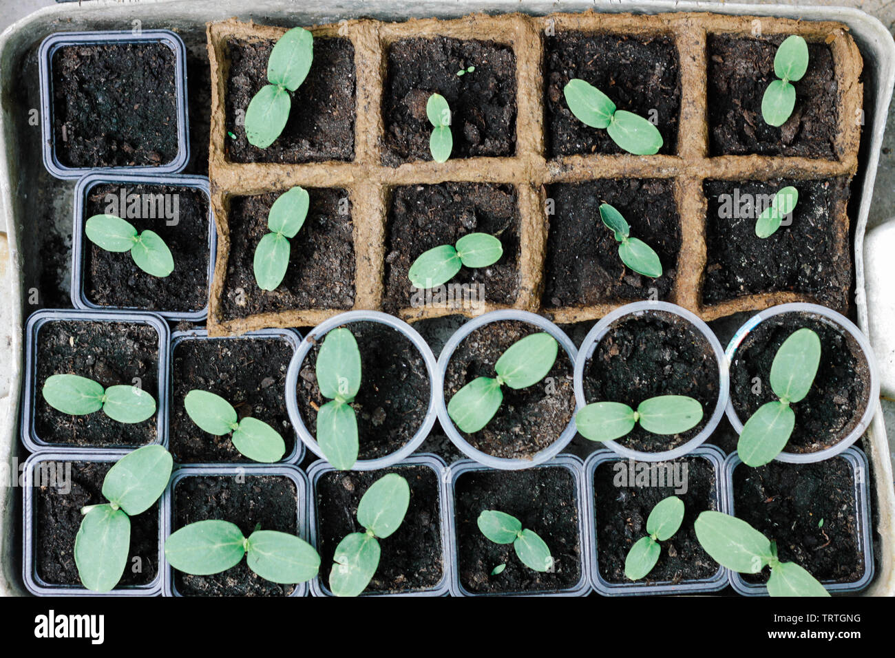 Potted seedlings hi-res stock photography and images - Alamy