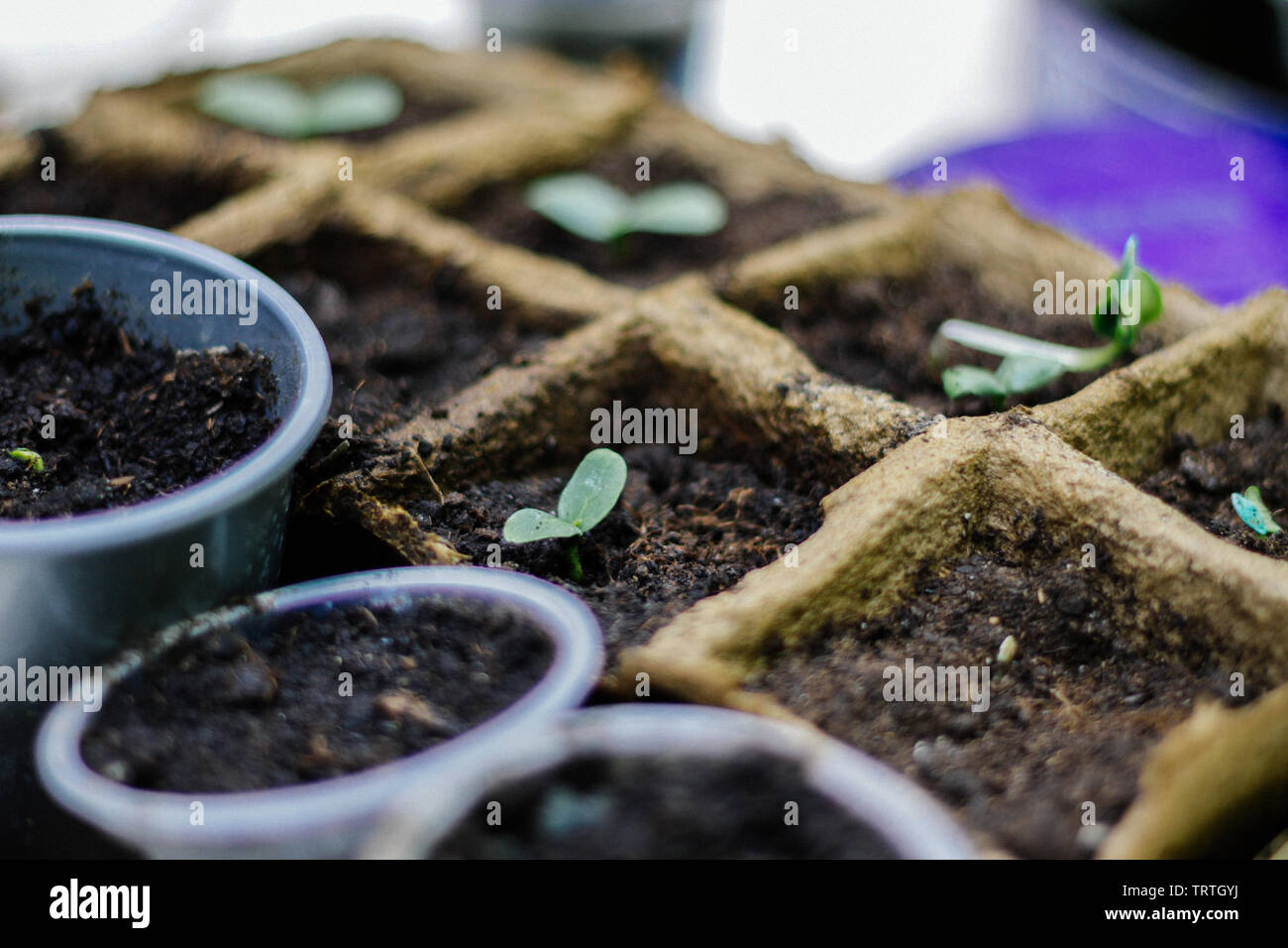 Potted seedlings growing in biodegradable peat moss pots. Young plant ...