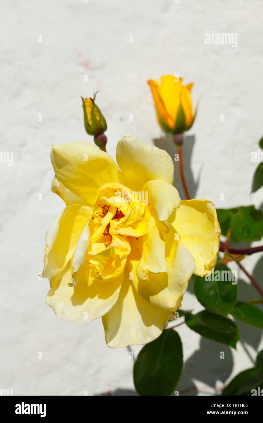 Yellow climbing roses hi-res stock photography and images - Alamy