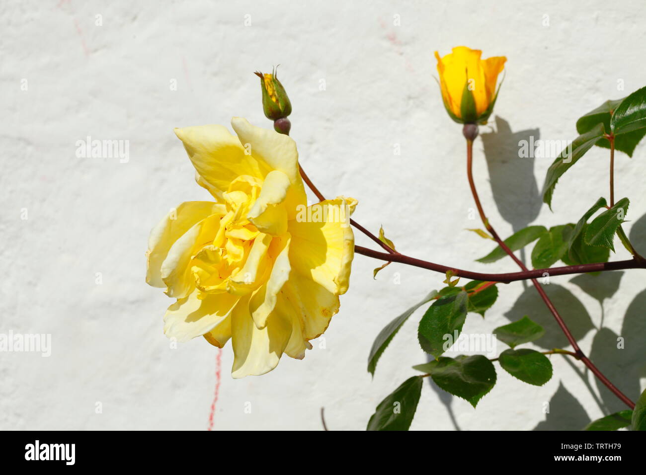 Yellow climbing roses on a white house wall, Germany Stock Photo - Alamy