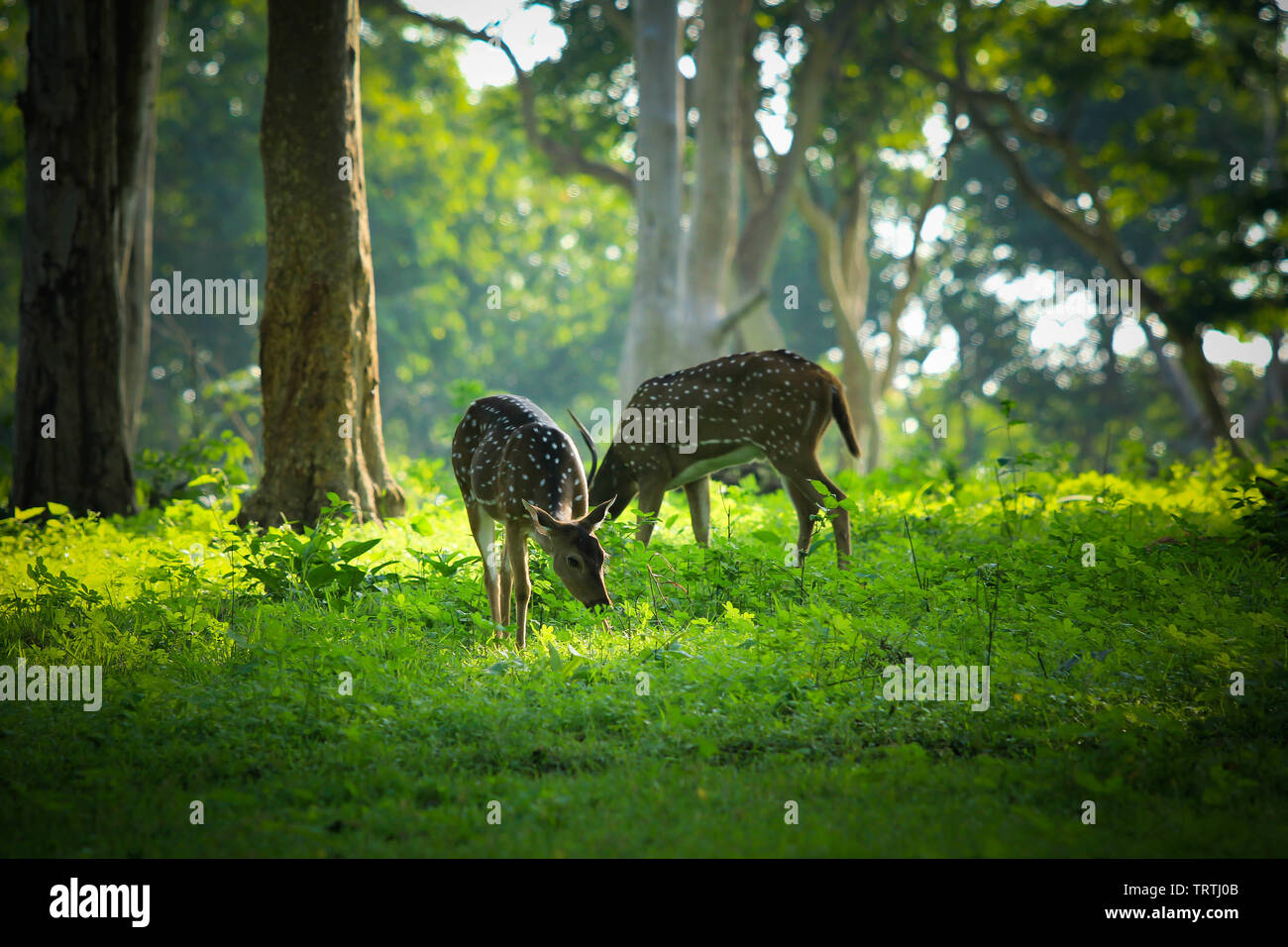 wild life photography Stock Photo - Alamy