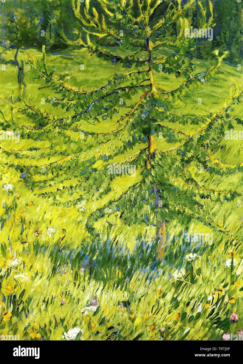 Larch Sapling High Resolution Stock Photography and Images - Alamy