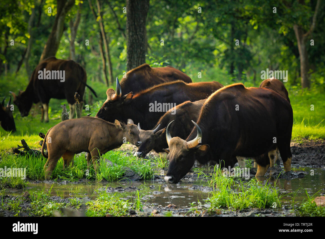 Group of indian wild gaur hi-res stock photography and images - Alamy
