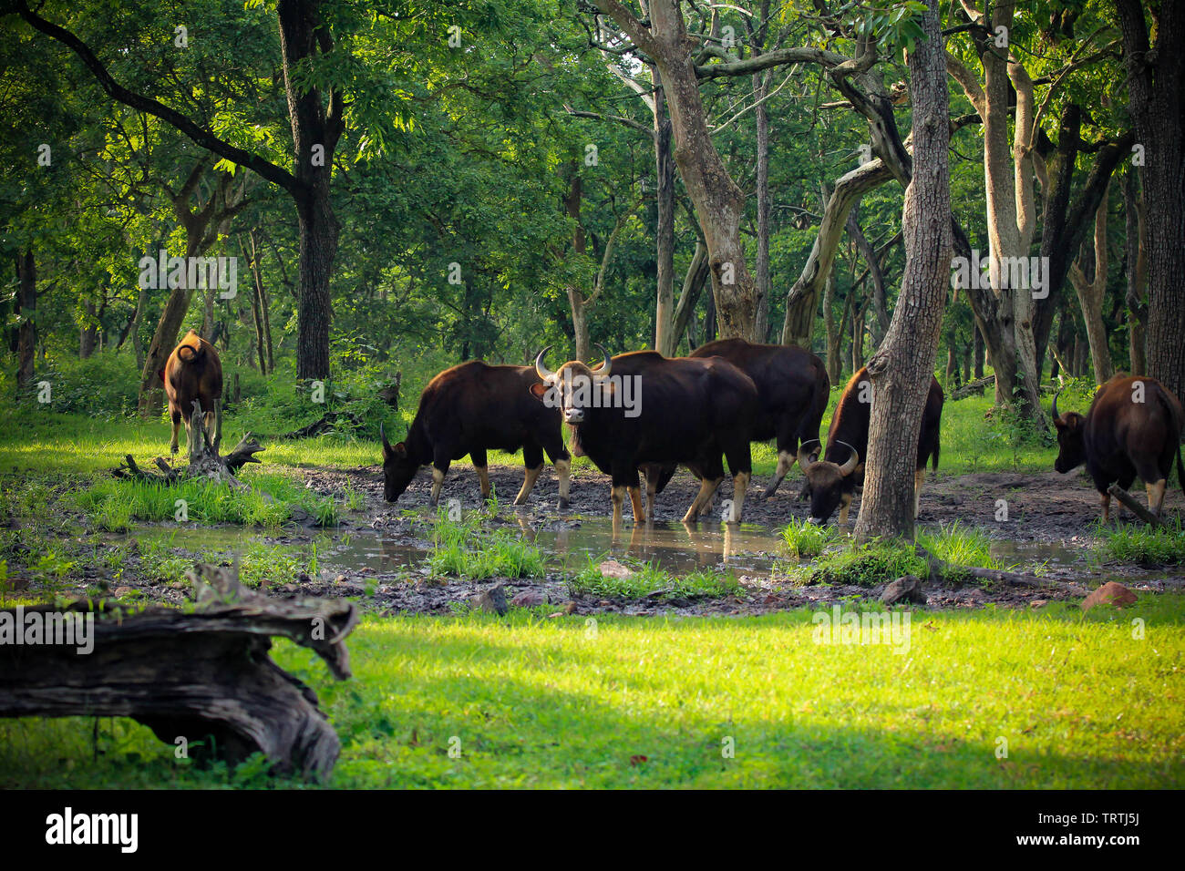 Indian forest green nature hi-res stock photography and images - Alamy