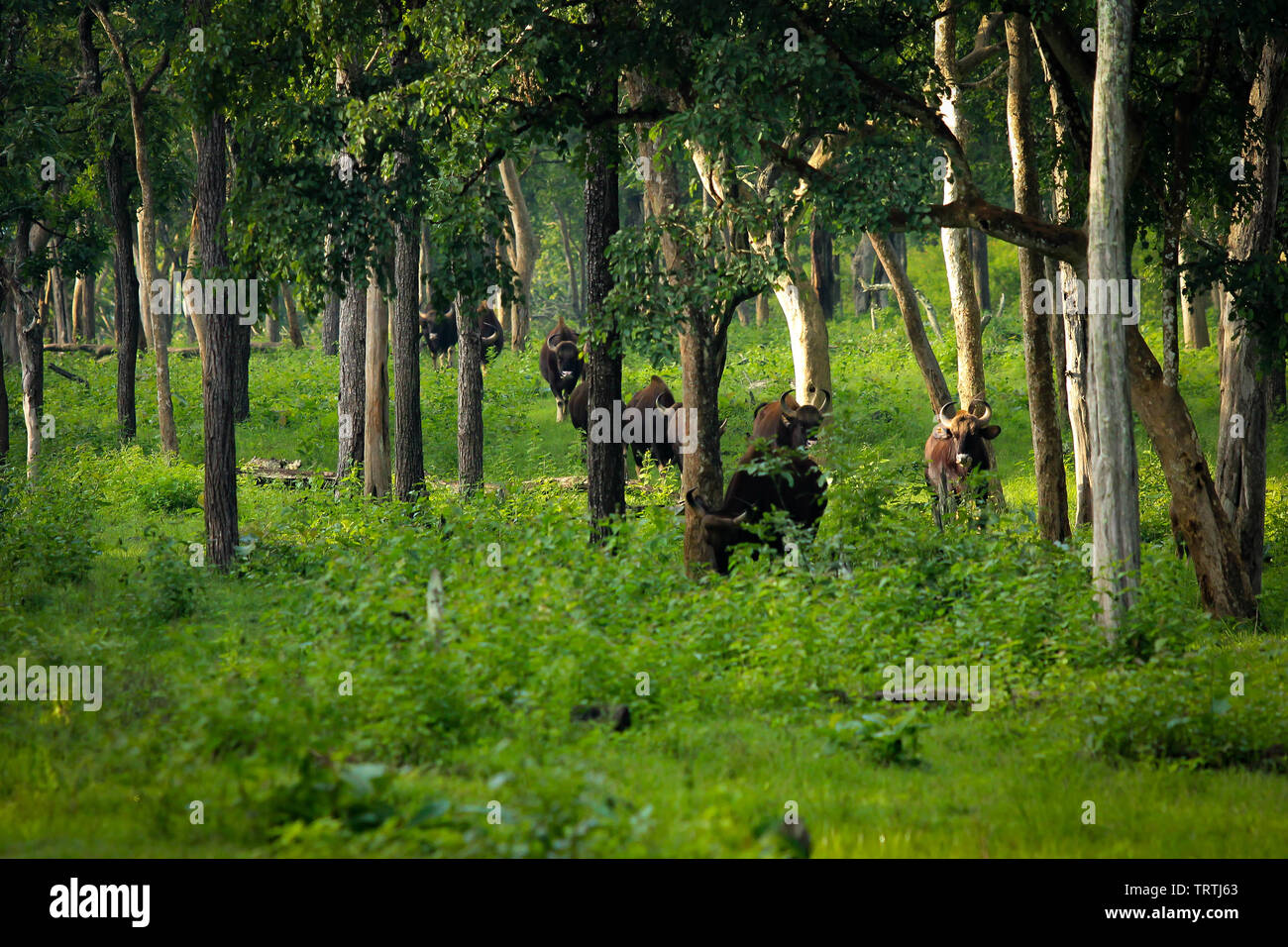 Indian forest green nature hi-res stock photography and images - Alamy