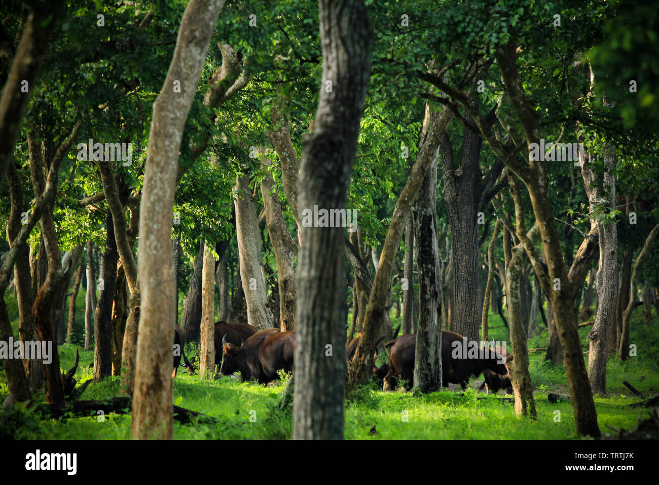 Indian forest green nature hi-res stock photography and images - Alamy