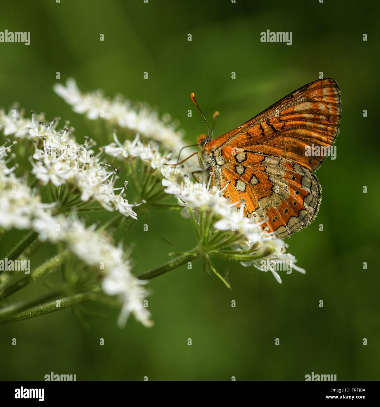 Orange winged butterfly with white spots waving on a white flower ...