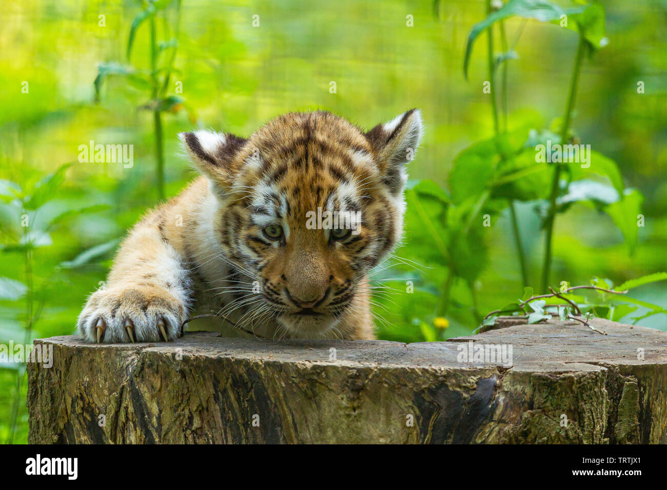 Amur/Siberian Tiger Cub (Panthera Tigris Altaica) Climbing Up On A Tree ...