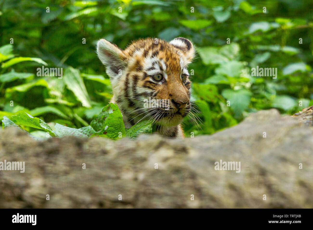 Siberian Tiger Cub Standing Panthera High Resolution Stock Photography ...