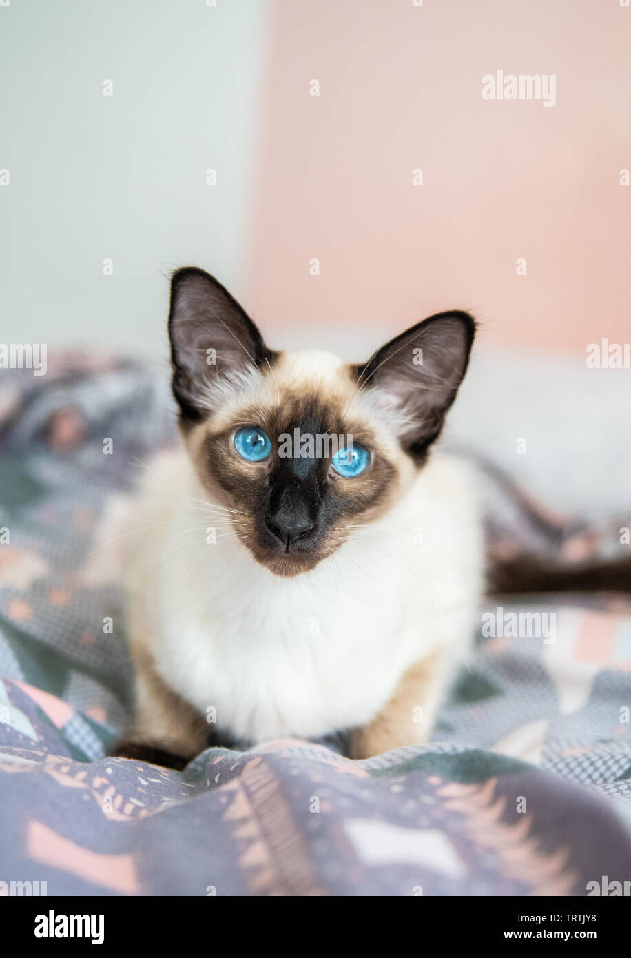 Pretty balinese cat hi-res stock photography and images - Alamy