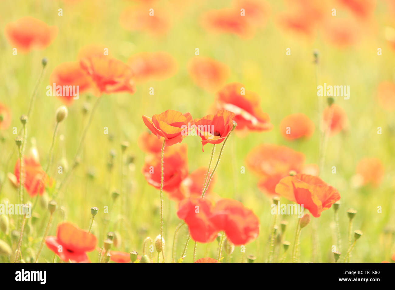 Pastel colour poppy hi-res stock photography and images - Alamy