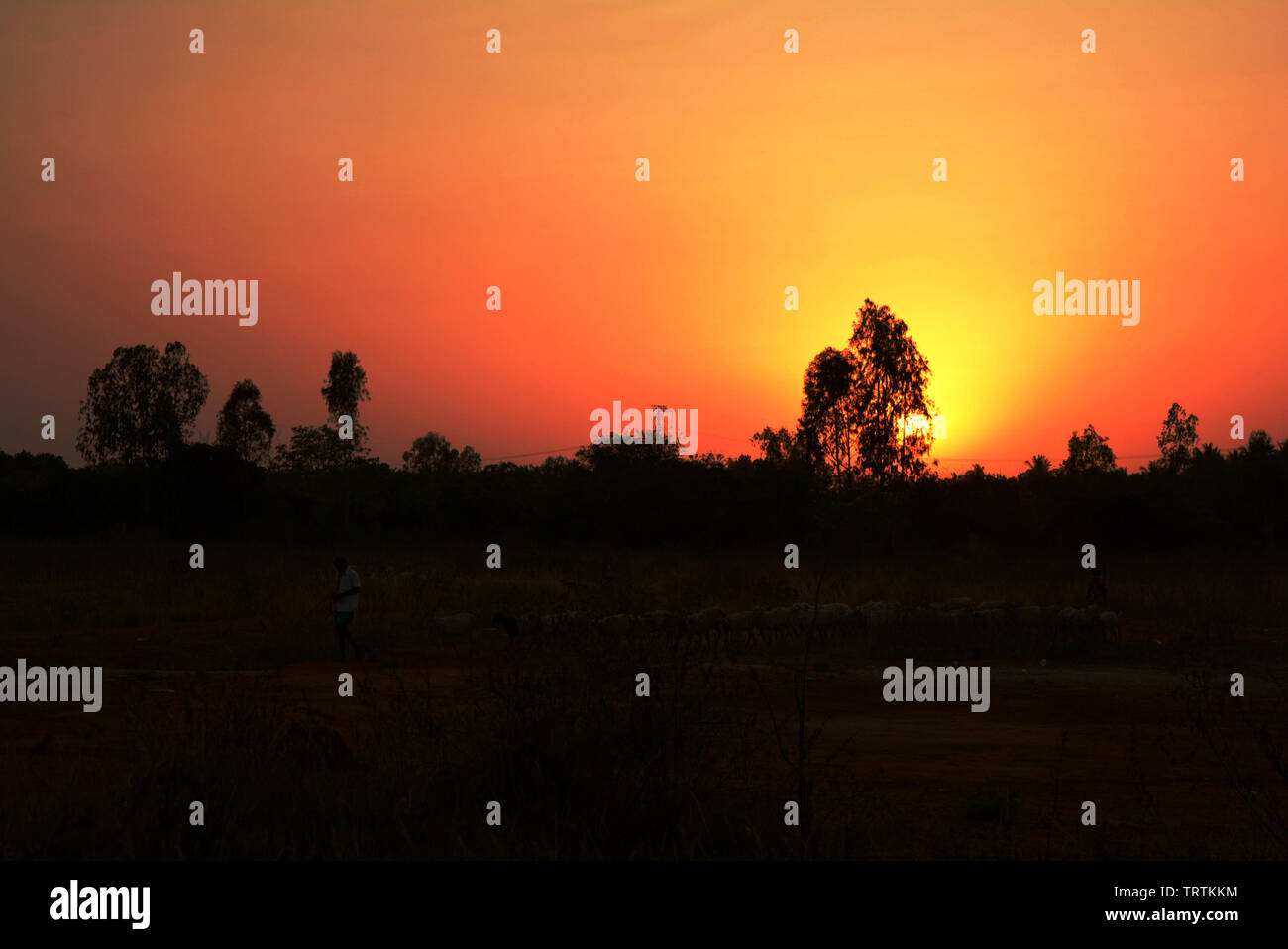 Beautiful sunset sheeps shepherd hi-res stock photography and images ...