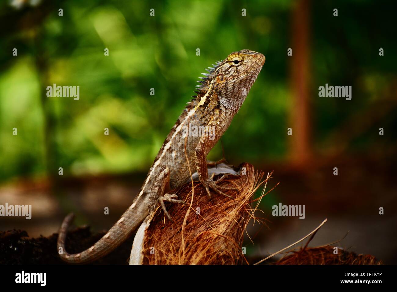 Garden lizard with crispy quality Stock Photo - Alamy