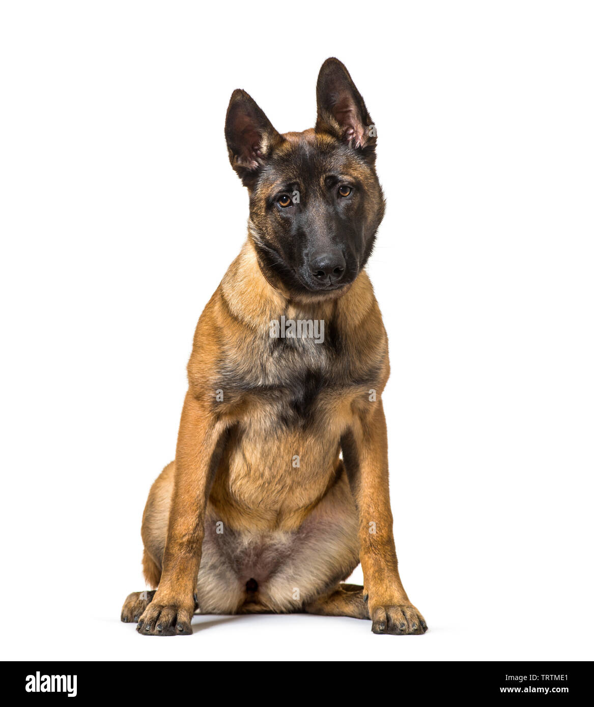 Malinois sitting hi-res stock photography and images - Alamy