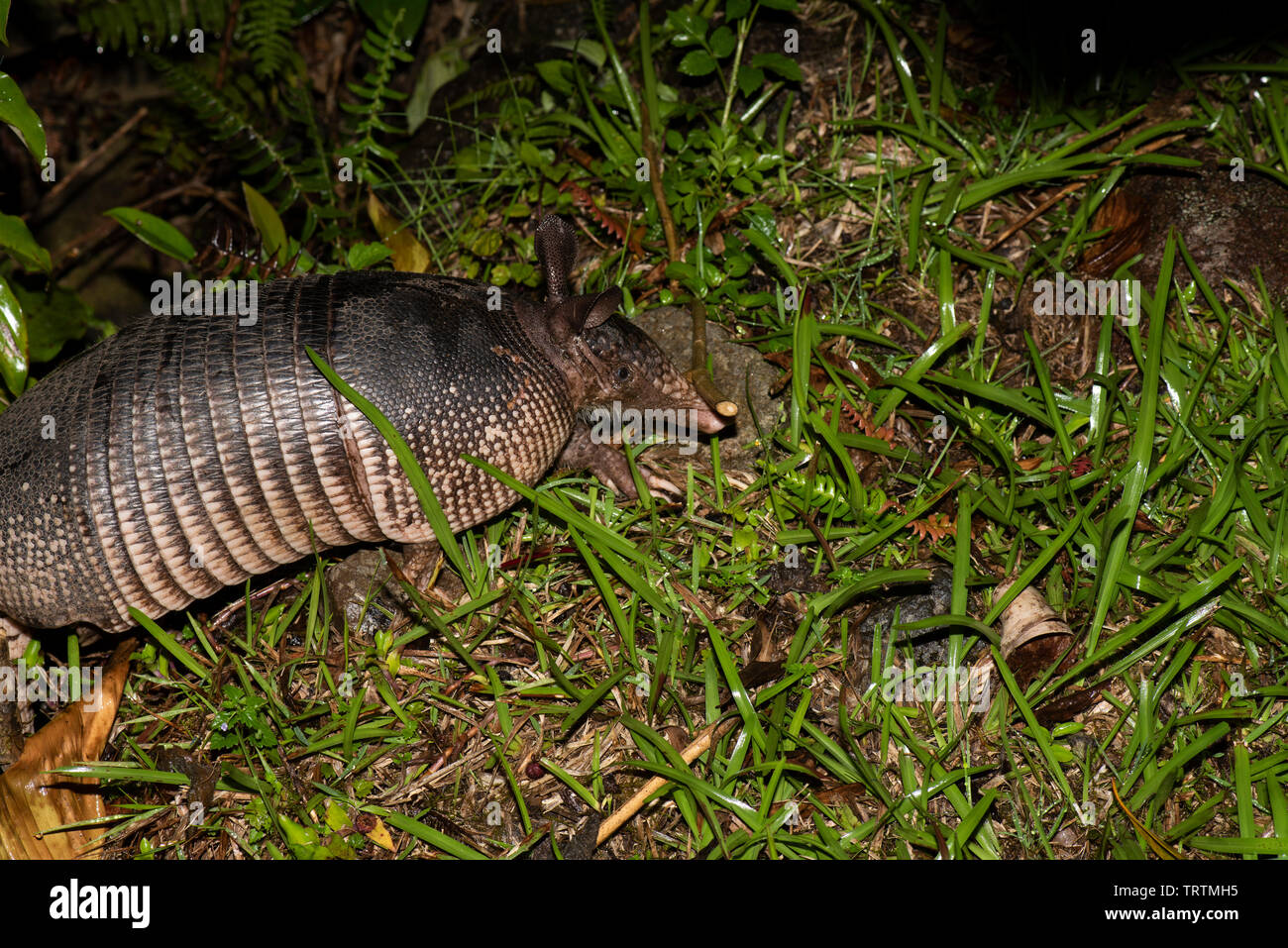 Nine Banded Armadillo (Dasypus novemcinctus) Costa Rica Stock Photo - Alamy