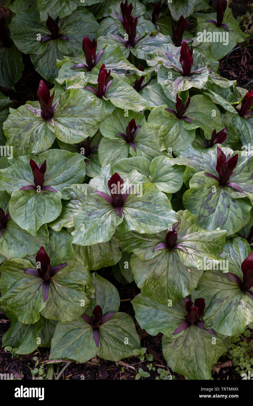 Trillium flower hi-res stock photography and images - Alamy