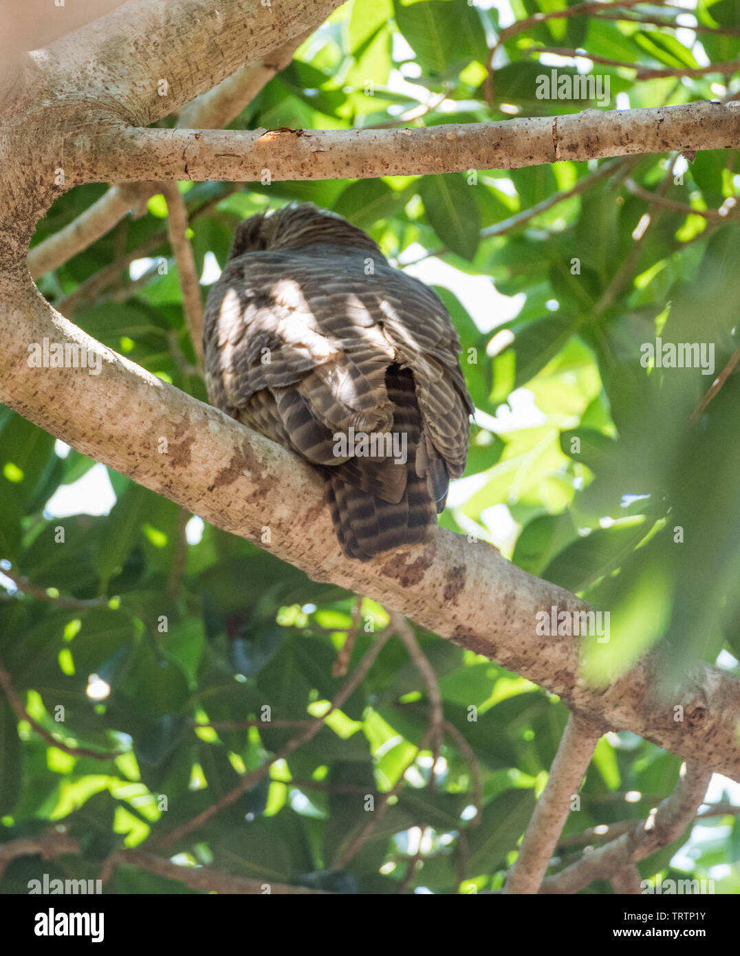 Rear view of owl hi-res stock photography and images - Alamy
