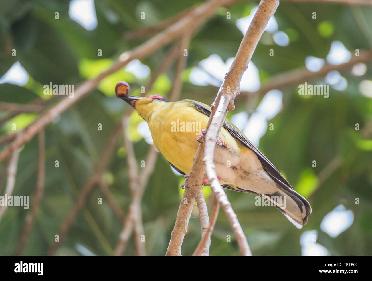 Australian wild berry hi-res stock photography and images - Alamy