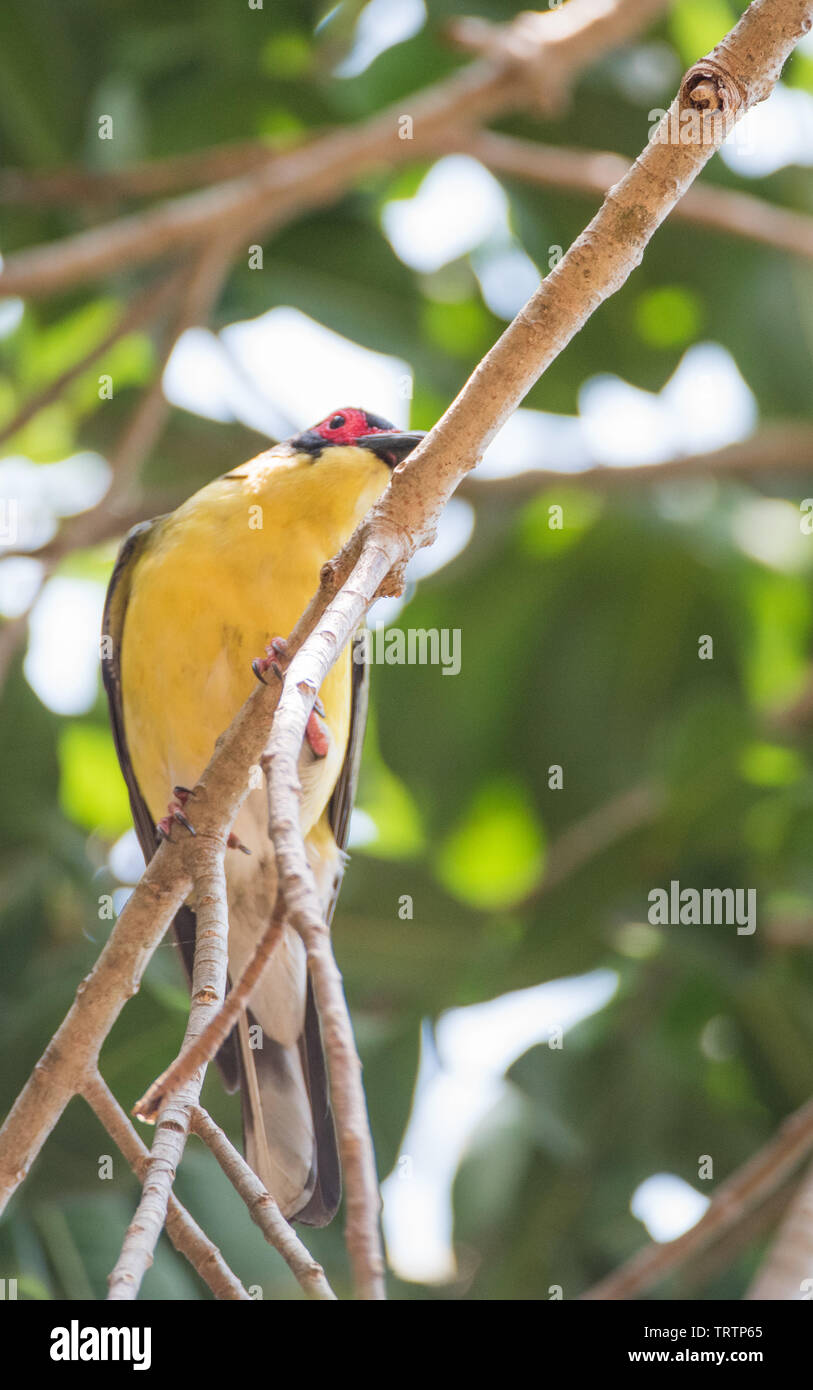 Australasian figbird with colourful plumage perched in a tropical tree ...