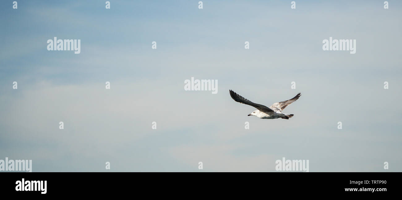 Seagull is flying over sea Stock Photo - Alamy