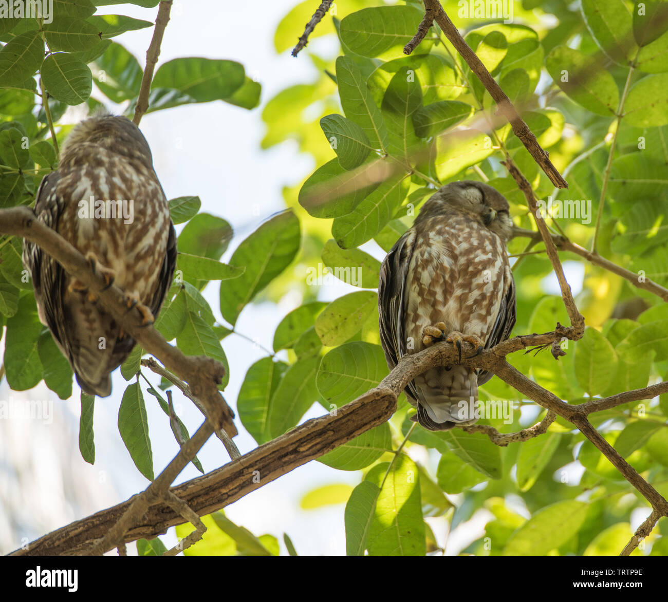 Barking owls perched in tree on a sunny day in tropical Darwin ...