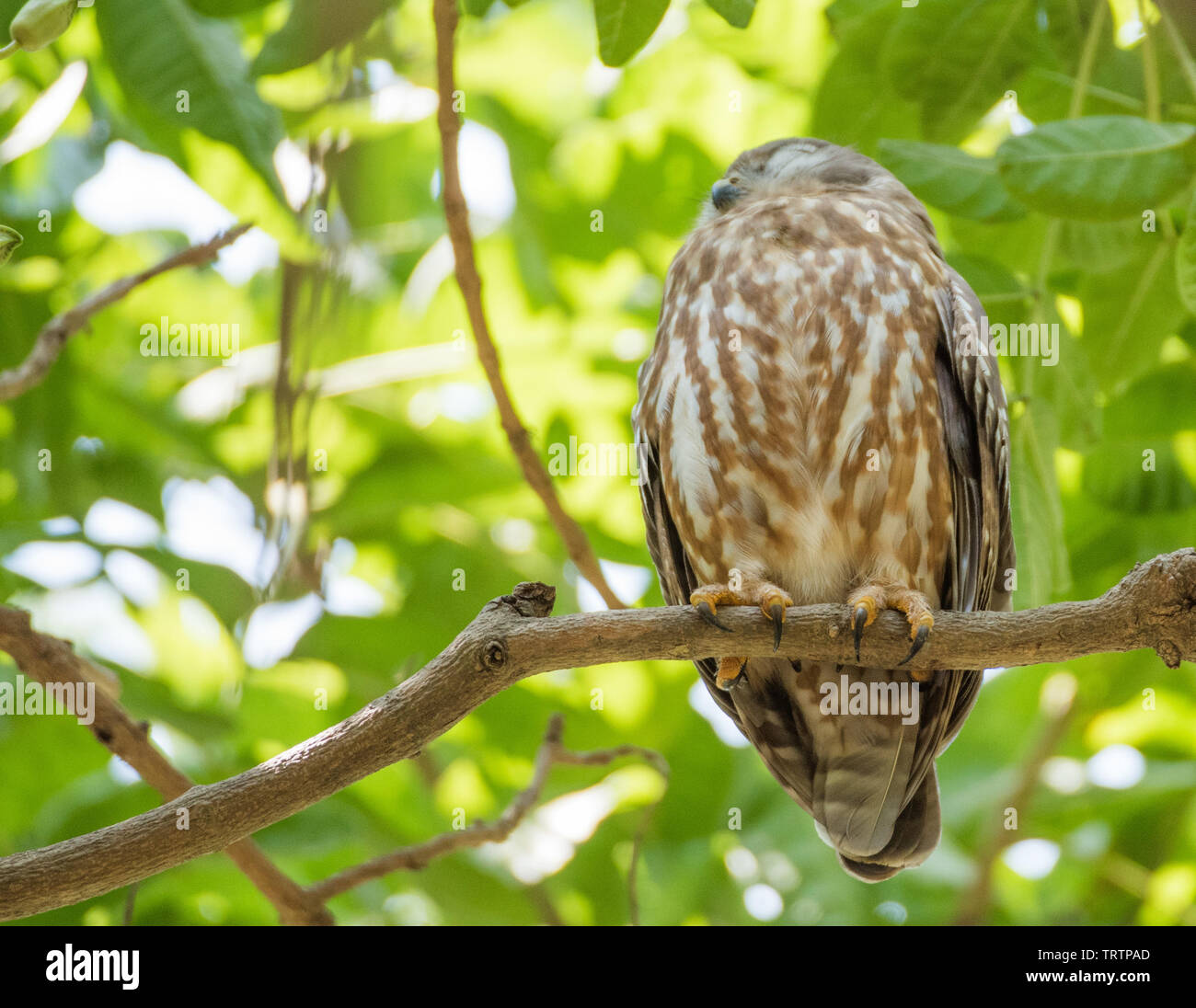 Barking owl perched in tree on a sunny day in tropical Darwin ...