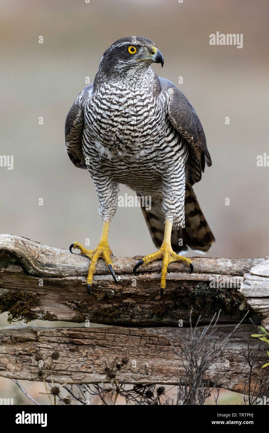 Accipiter gentilis forest hi-res stock photography and images - Alamy
