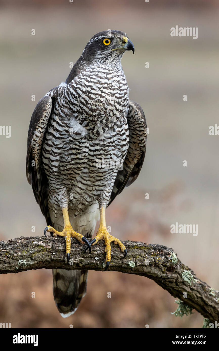 Northern goshawk accipiter gentilis hi-res stock photography and images ...