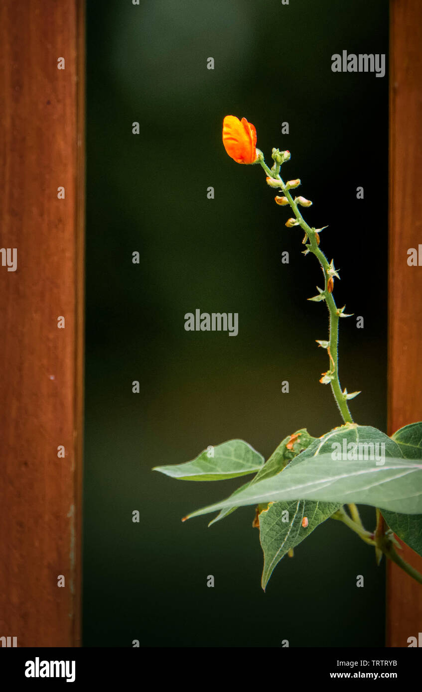 Cardinal Climber High Resolution Stock Photography and Images - Alamy