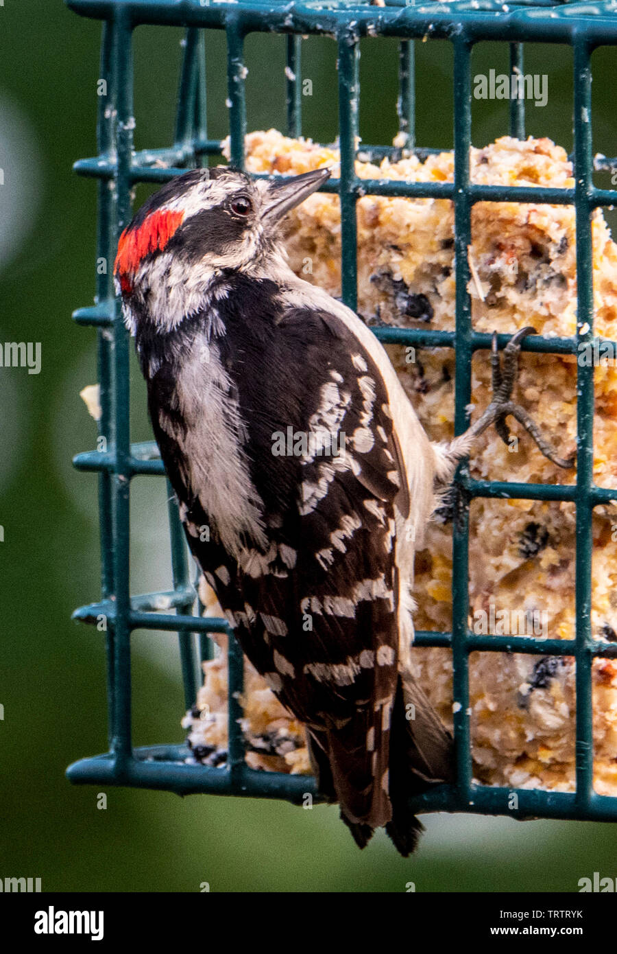 Suet cage hi-res stock photography and images - Alamy