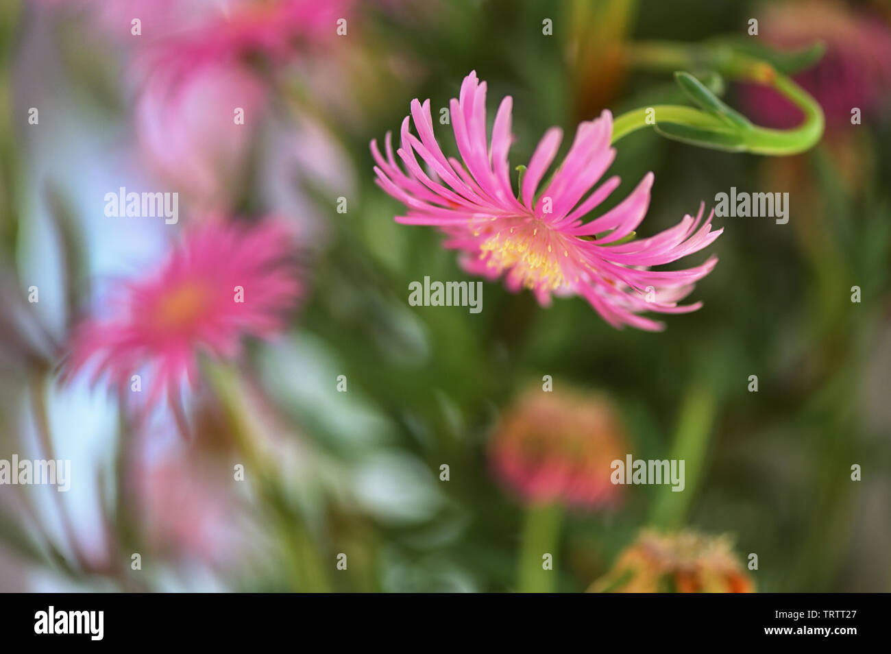 Lampranthus garden hi-res stock photography and images - Alamy