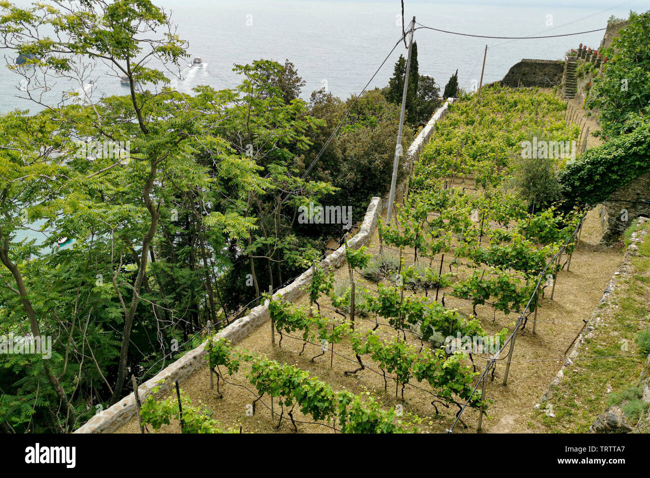 cinqueterre terrace viticulture hanging grapes Stock Photo - Alamy