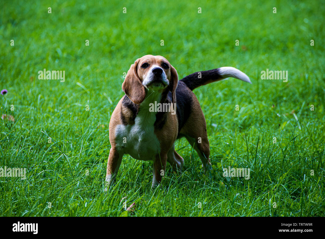 lucky dog playing and resting in nature. unknown breed Stock Photo - Alamy