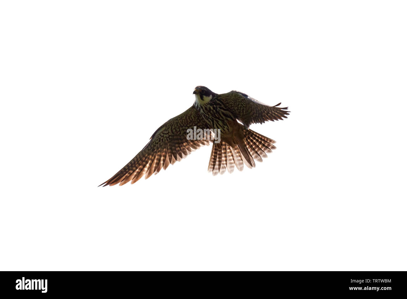 falcon in flight isolated on white background Stock Photo - Alamy