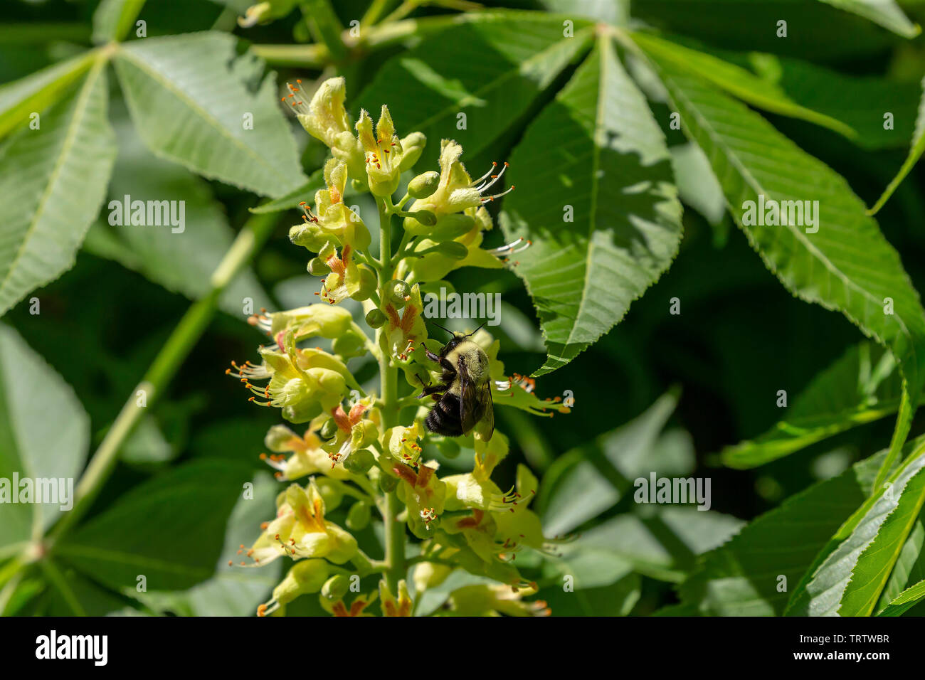 National flower of albania hi-res stock photography and images - Alamy