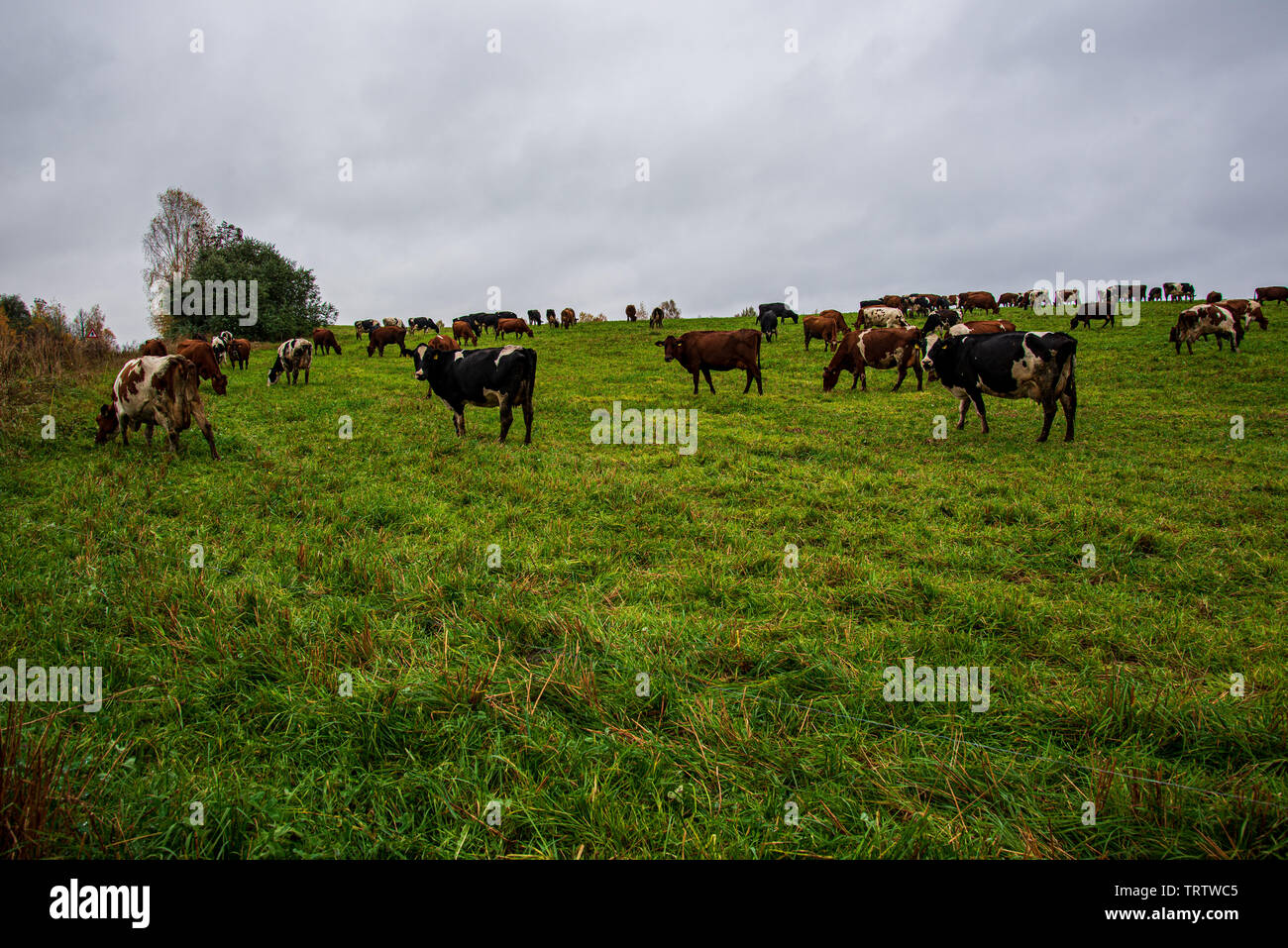 green country pastures meadow full of farm animals feeding Stock Photo ...