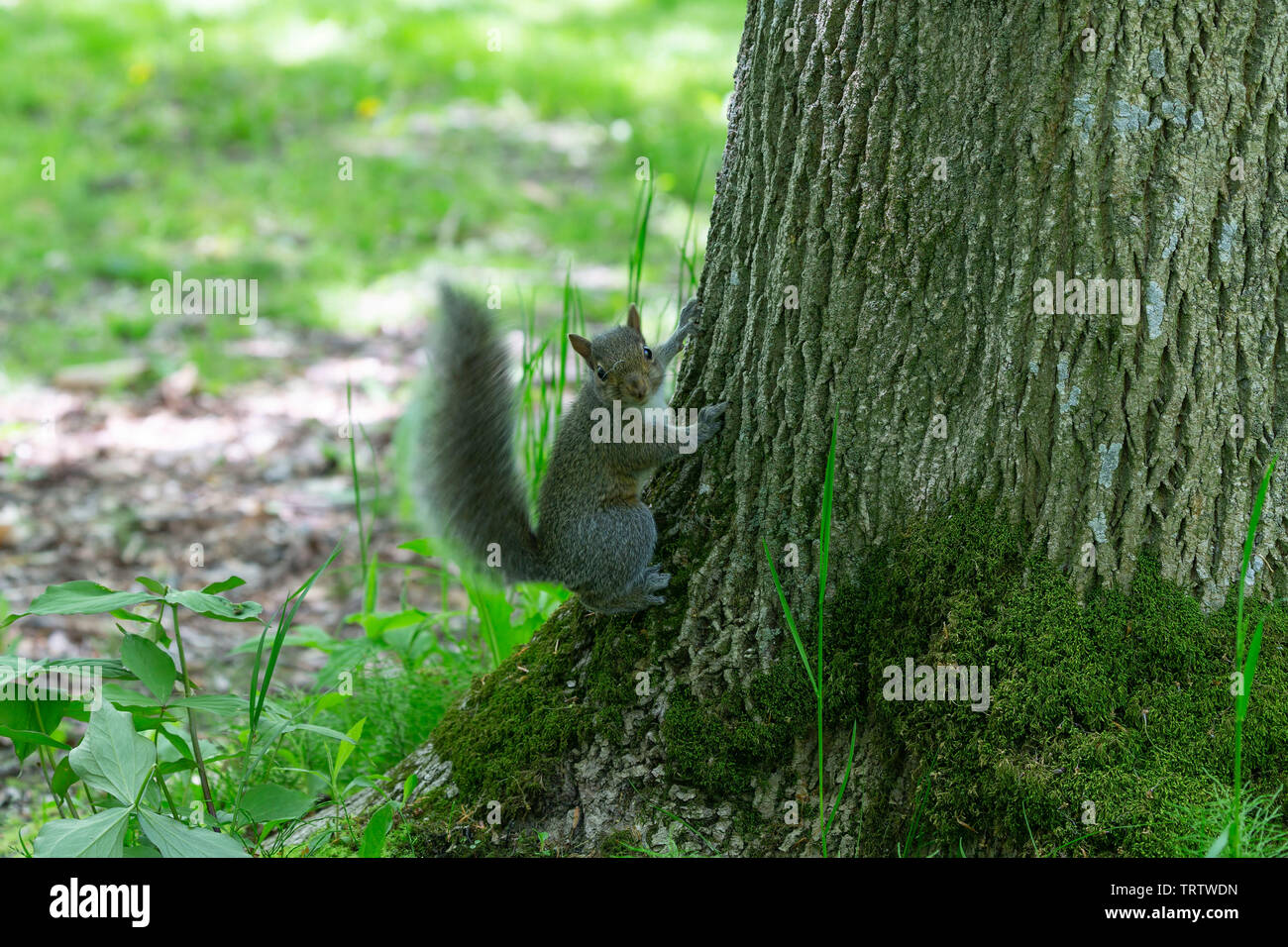 Young Eastern gray squirrels ( Sciurus carolinensis) looking for food ...