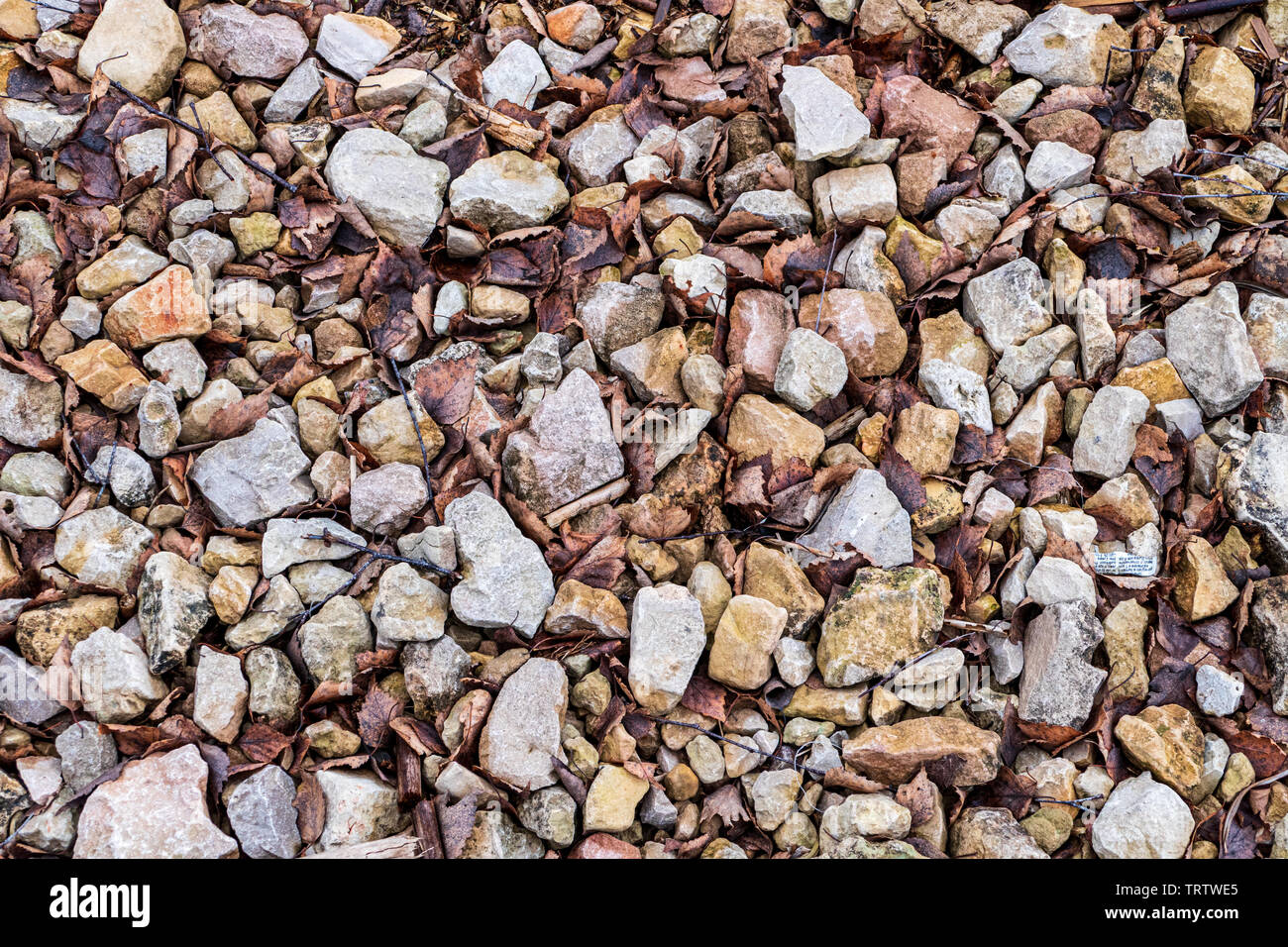 ground soil texture with tree roots and old vegetation leftovers ...