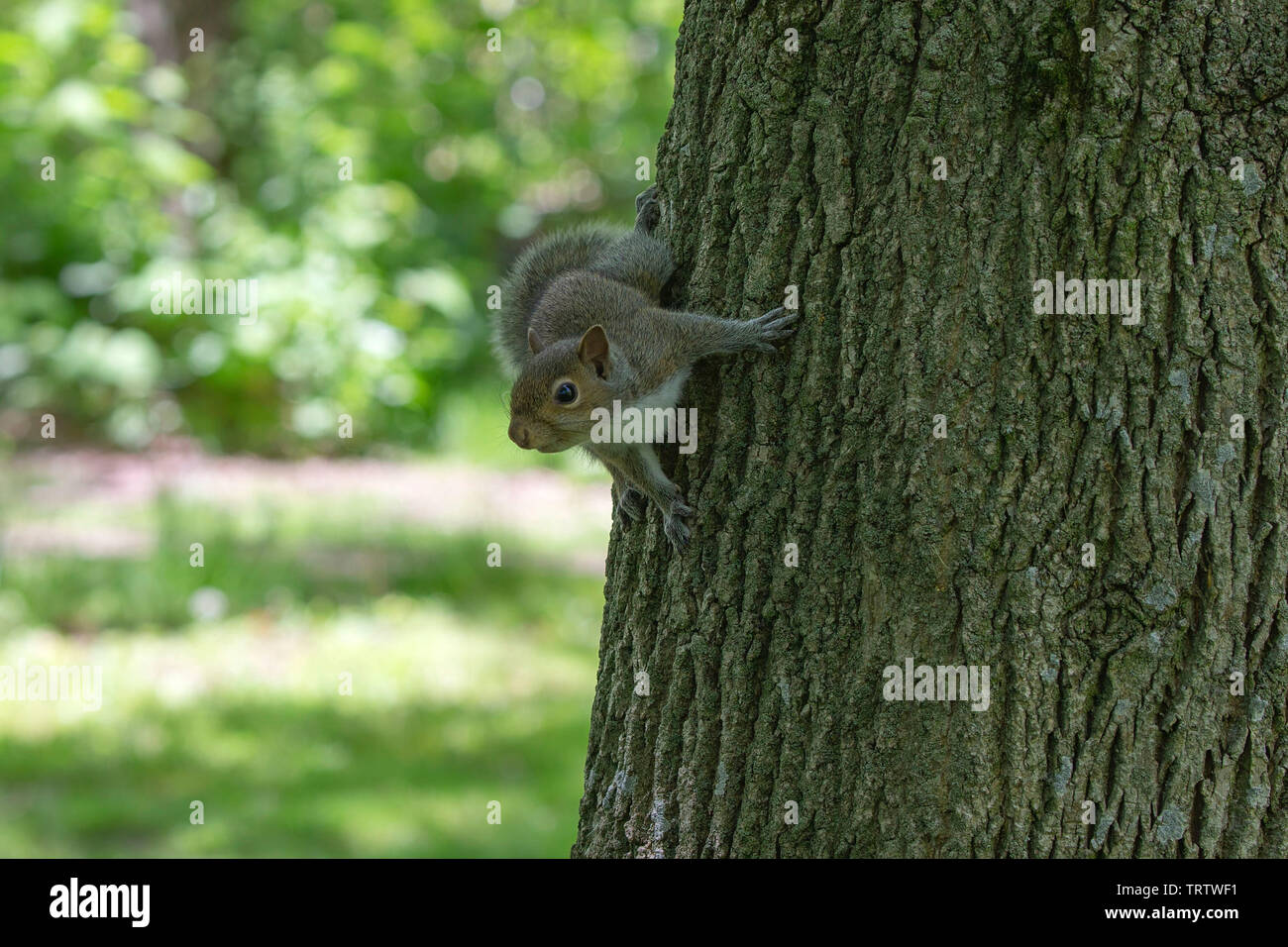 Gray squirrel teeth hi-res stock photography and images - Alamy