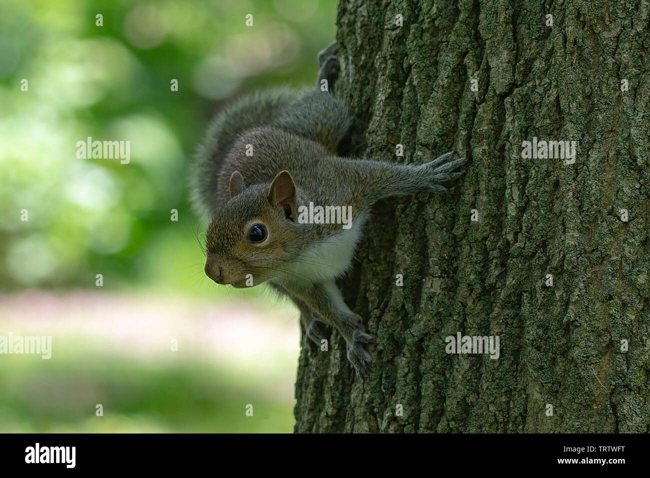 Young Eastern gray squirrels ( Sciurus carolinensis) looking for food ...