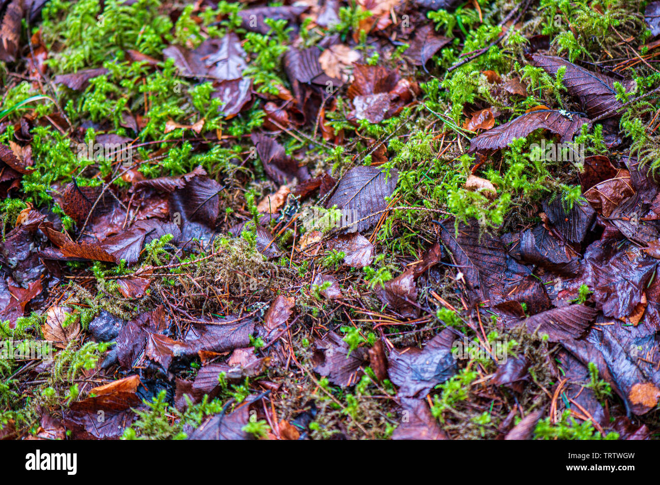 ground soil texture with tree roots and old vegetation leftovers ...