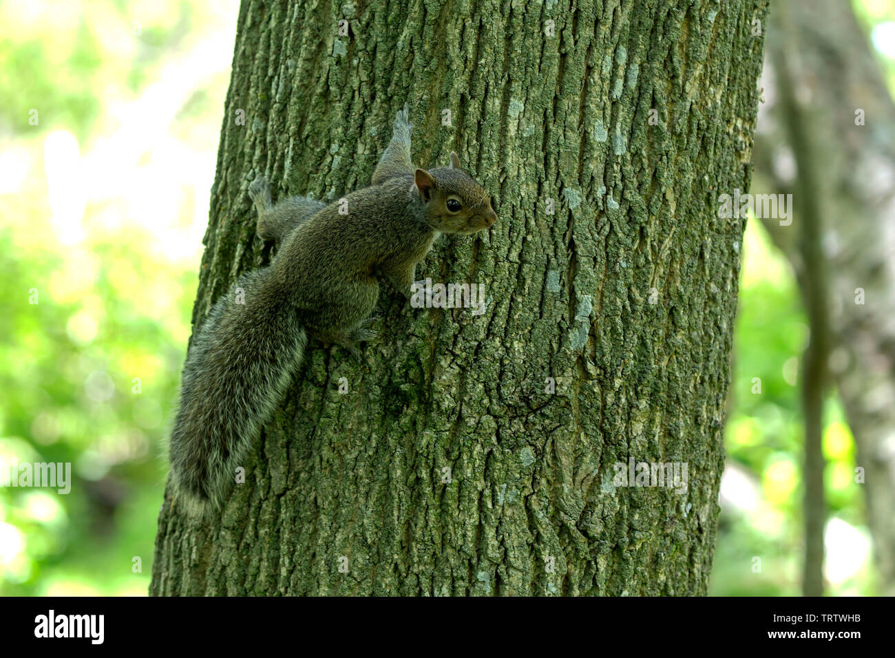 Gray squirrel teeth hi-res stock photography and images - Alamy