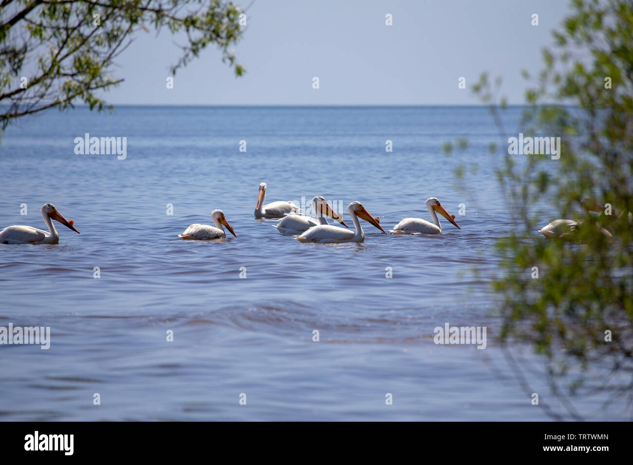 White Pelicans (Pelecanus erythrorhynchos) on the water.Nature scene ...
