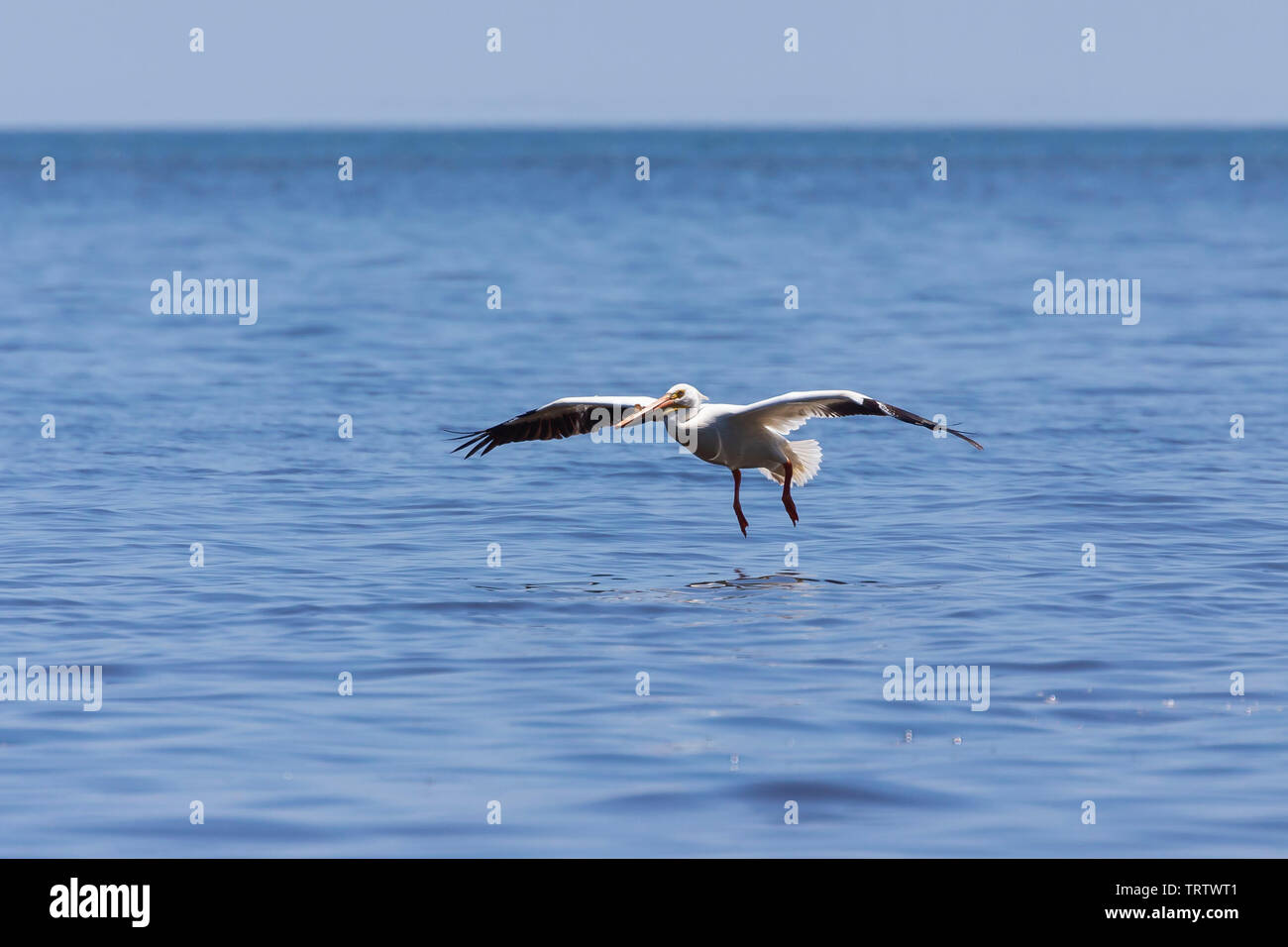 White Pelicans (Pelecanus erythrorhynchos) on the water.Nature scene ...