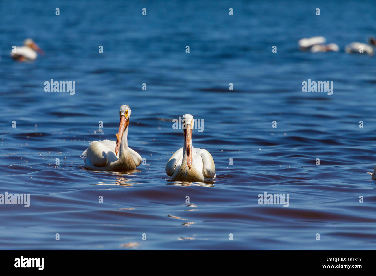White Pelicans (Pelecanus erythrorhynchos) on the water.Nature scene ...