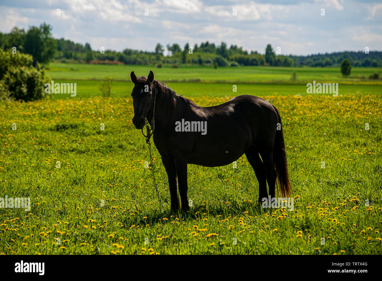 green country pastures meadow full of farm animals feeding Stock Photo ...