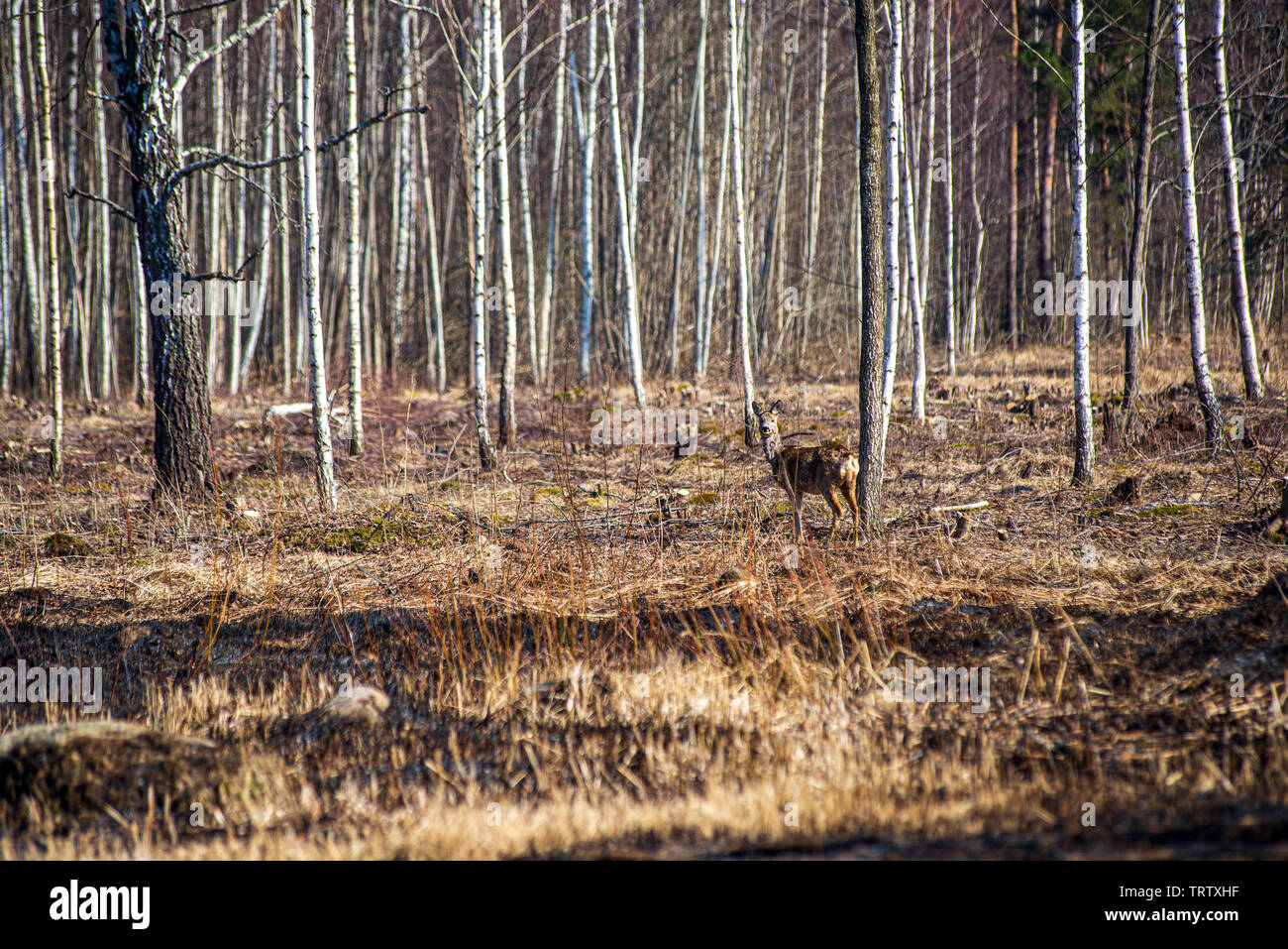 wild deer in empty spring field with no food Stock Photo - Alamy